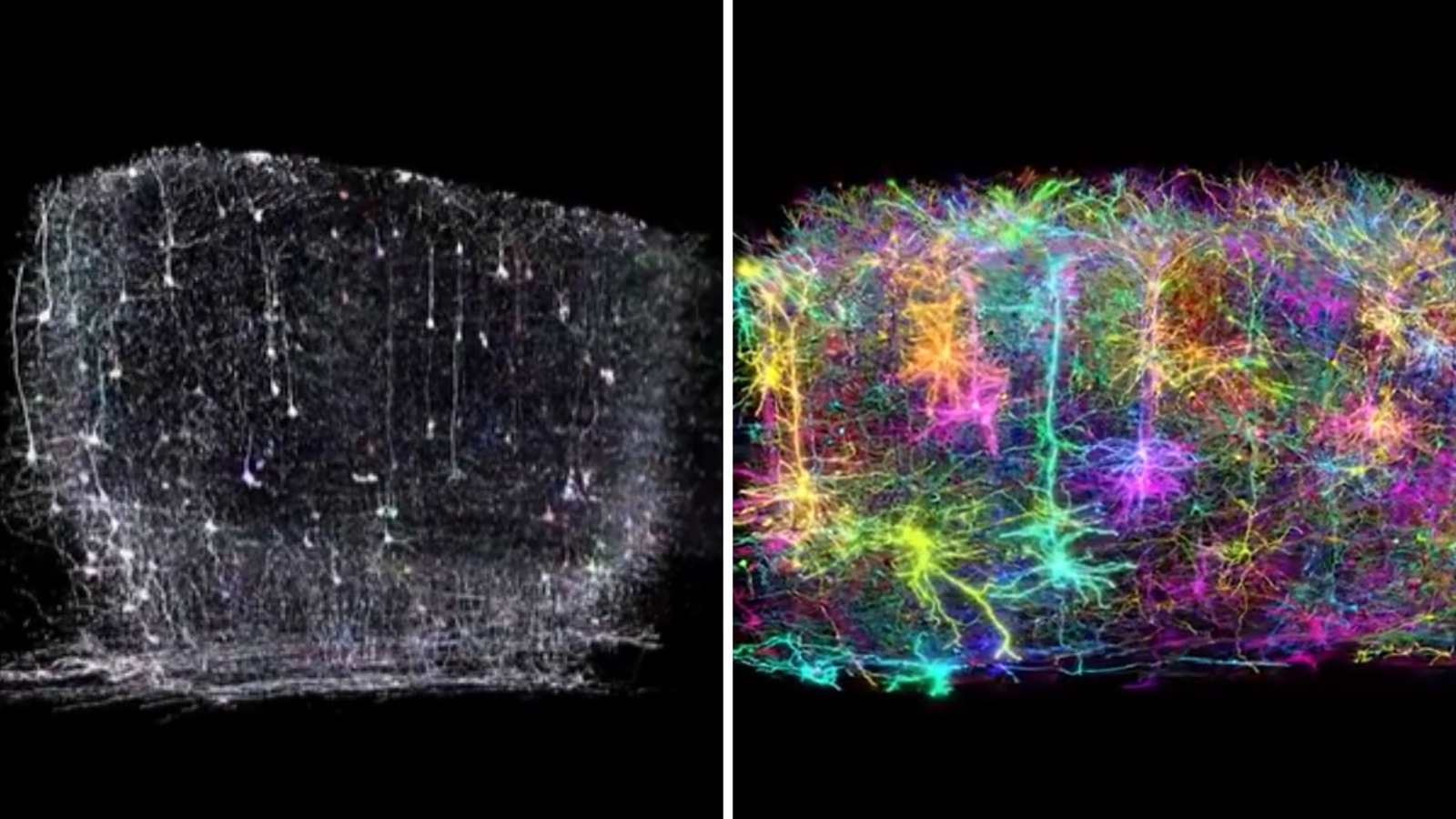 Galaxy Like Largest Brain Map Stuns Viewers: Incredible Worrying ...